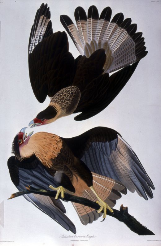 The Complete Audubon: The Birds of America | Miami Rail